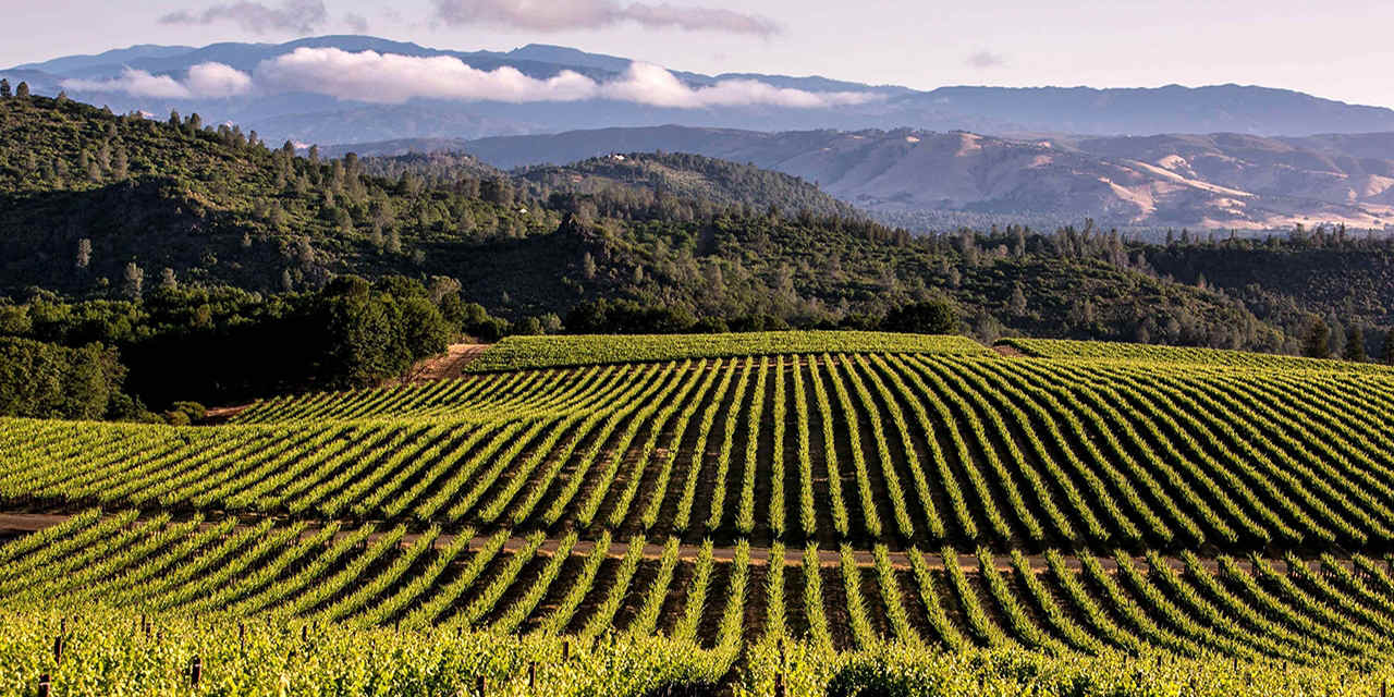 California Wines - Wine Ed